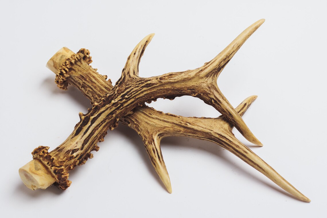 Natural deer antler horns Pair Two real animal horns decor | Etsy