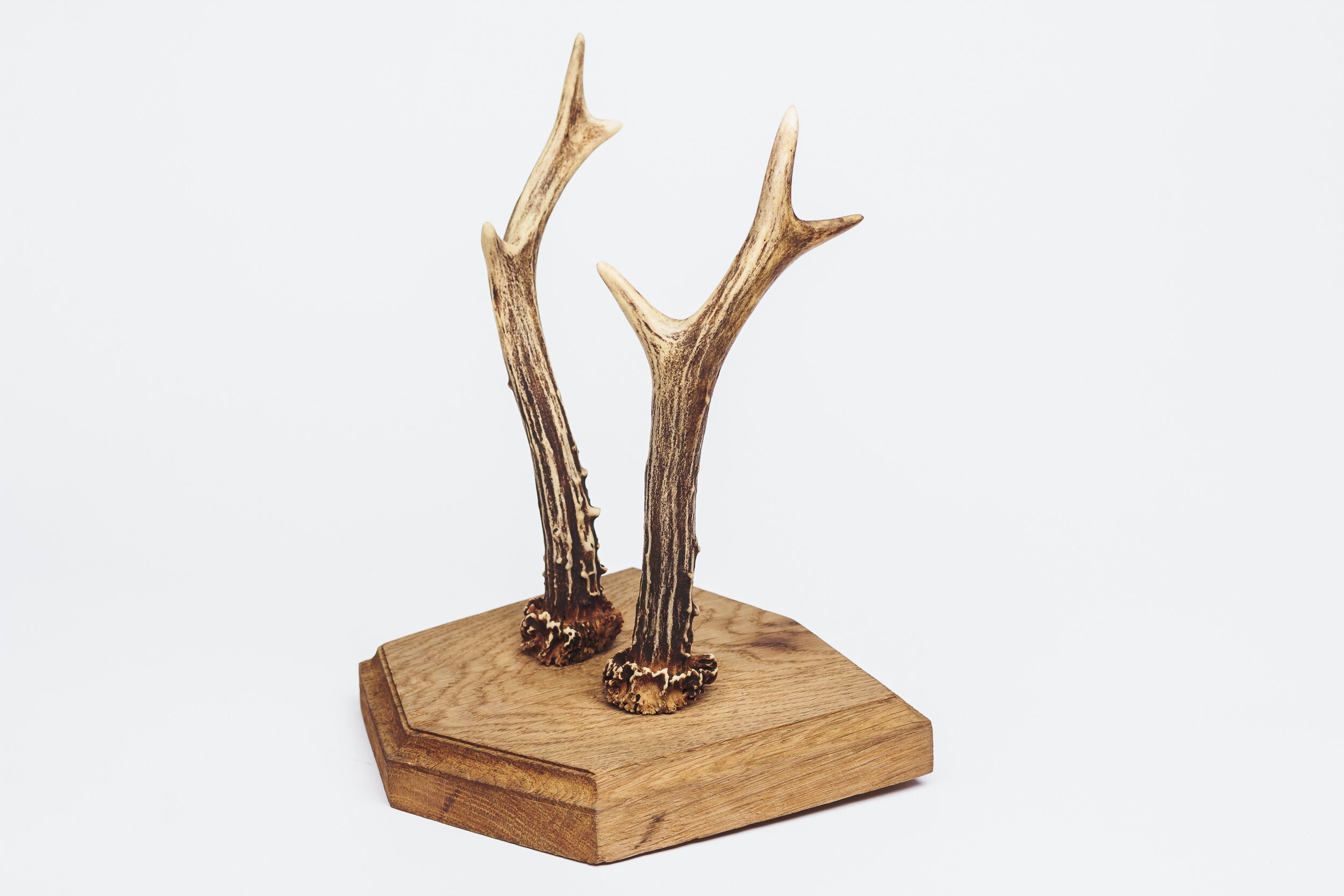 Natural deer antler horns Pair Two real animal horns decor | Etsy