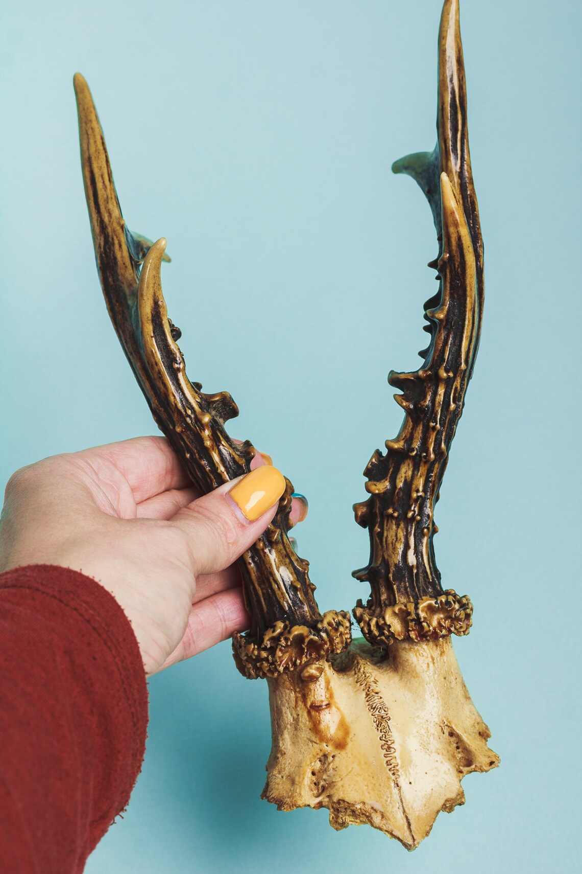 Natural Gazelle Antler Horns Pair Two Real Animal Horns Decor | Etsy