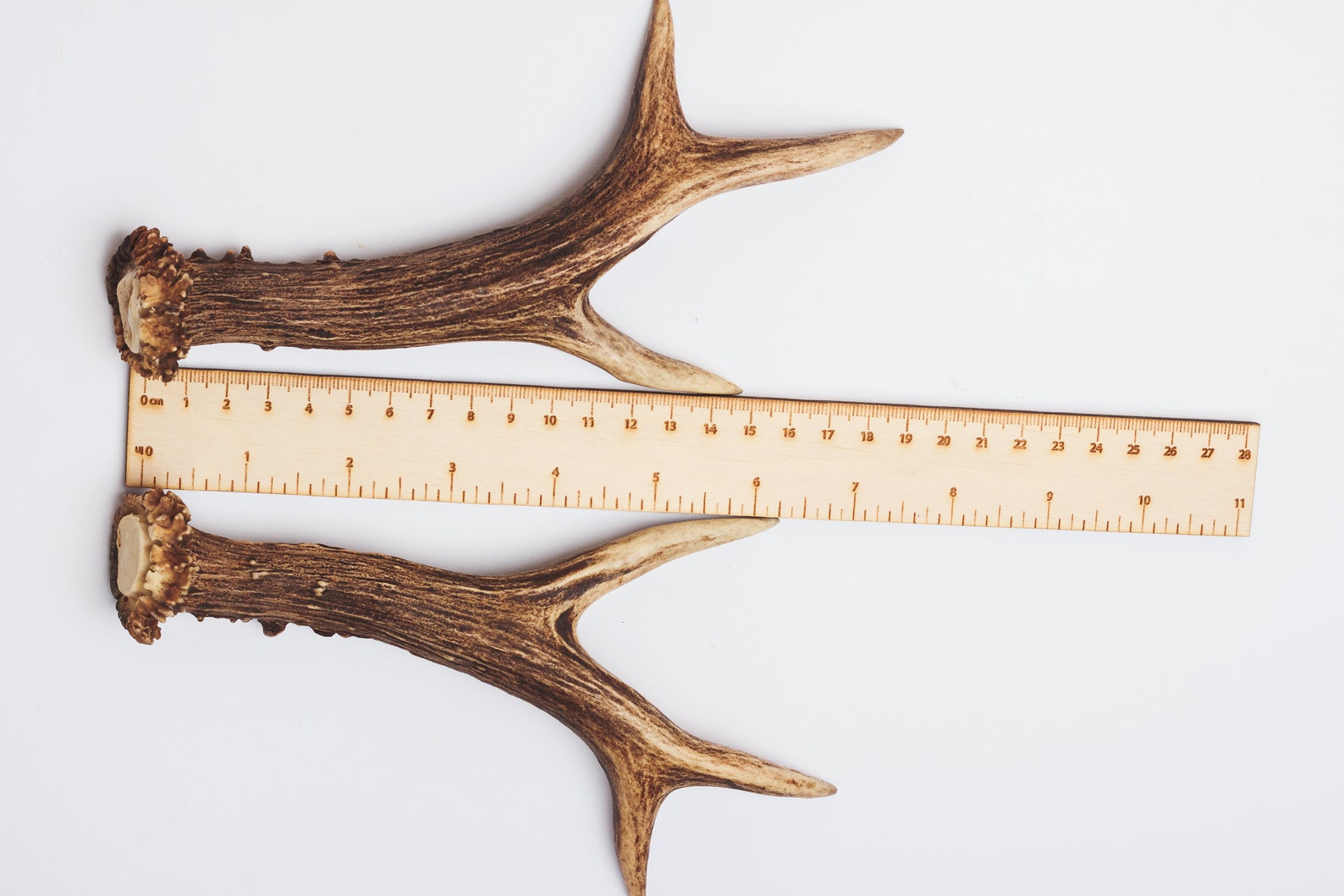 Natural deer antler horns Pair Two real animal horns decor | Etsy