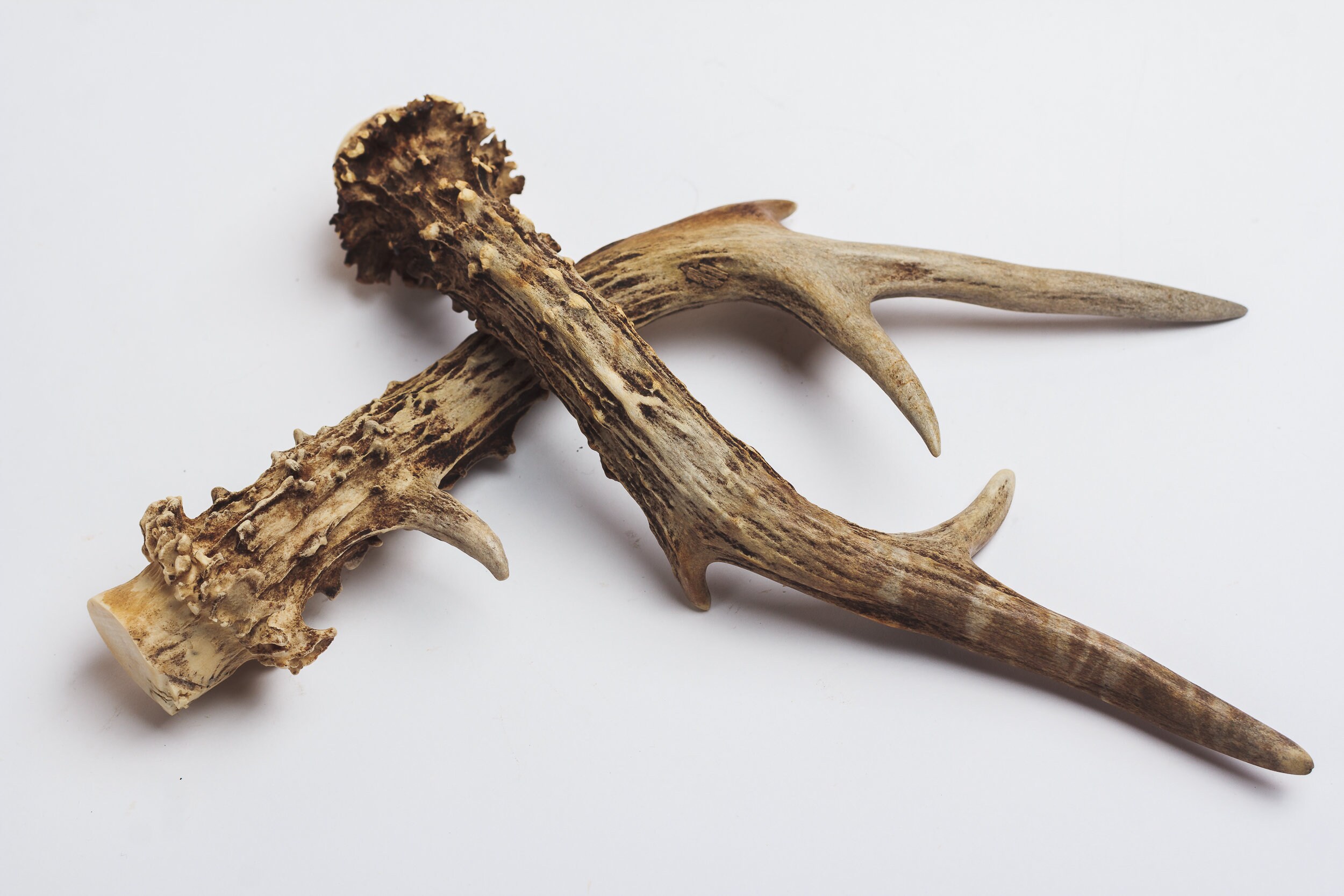 Natural Deer Antler Horns Pair Two Real Animal Horns Decor - Etsy