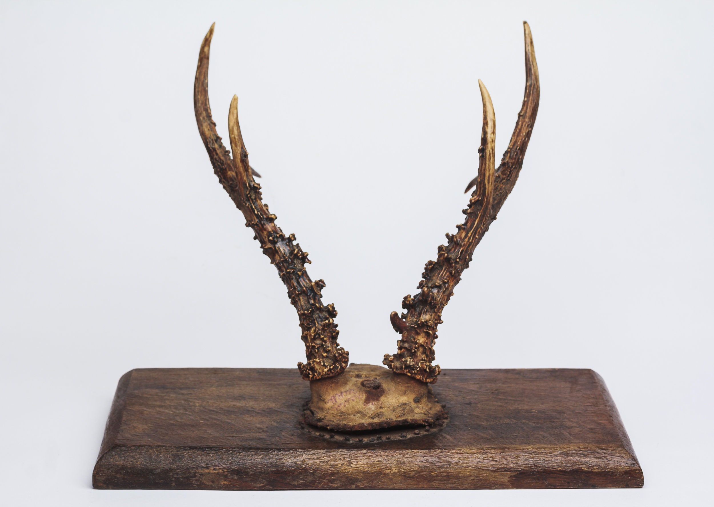 Natural deer antler horns Pair Two real animal horns decor | Etsy