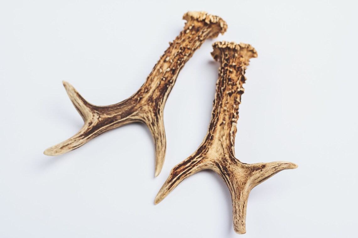 Natural Deer Antler Horns Pair Two Real Animal Horns Decor | Etsy