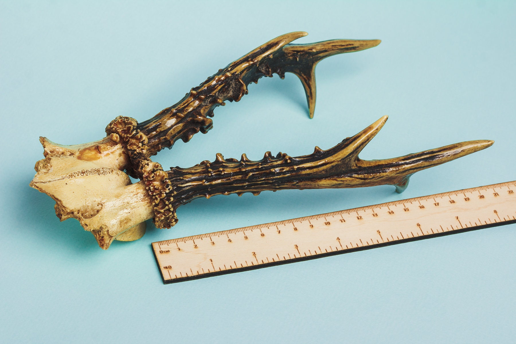 Natural Gazelle Antler Horns Pair Two Real Animal Horns Decor | Etsy