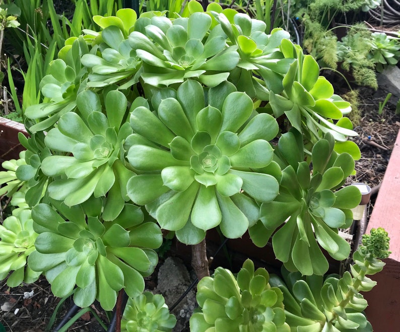 Three of 34width Fresh Cut LARGE Aeonium Green Platters Rare Succulents ...