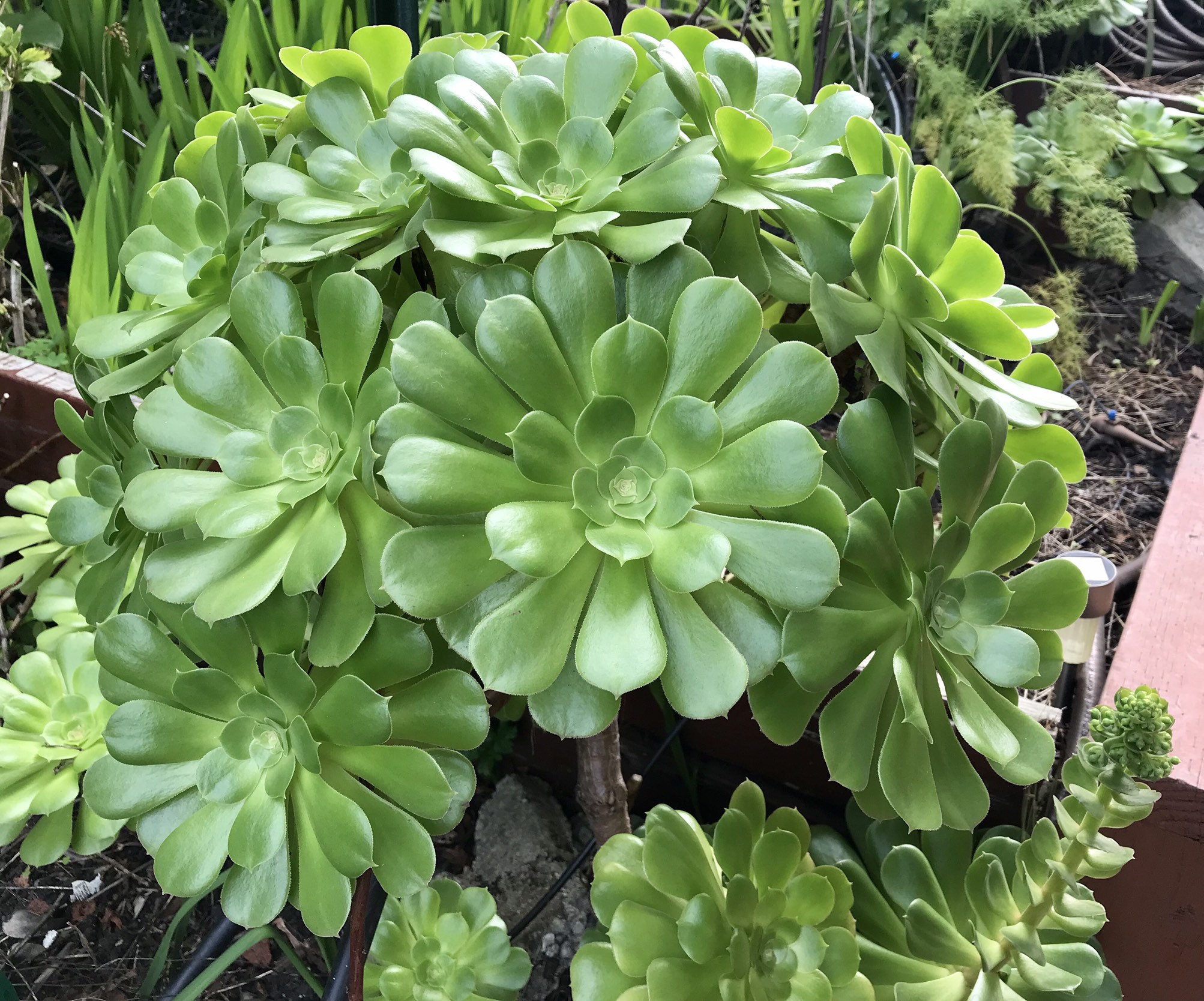 Aeonium Arboreum Green