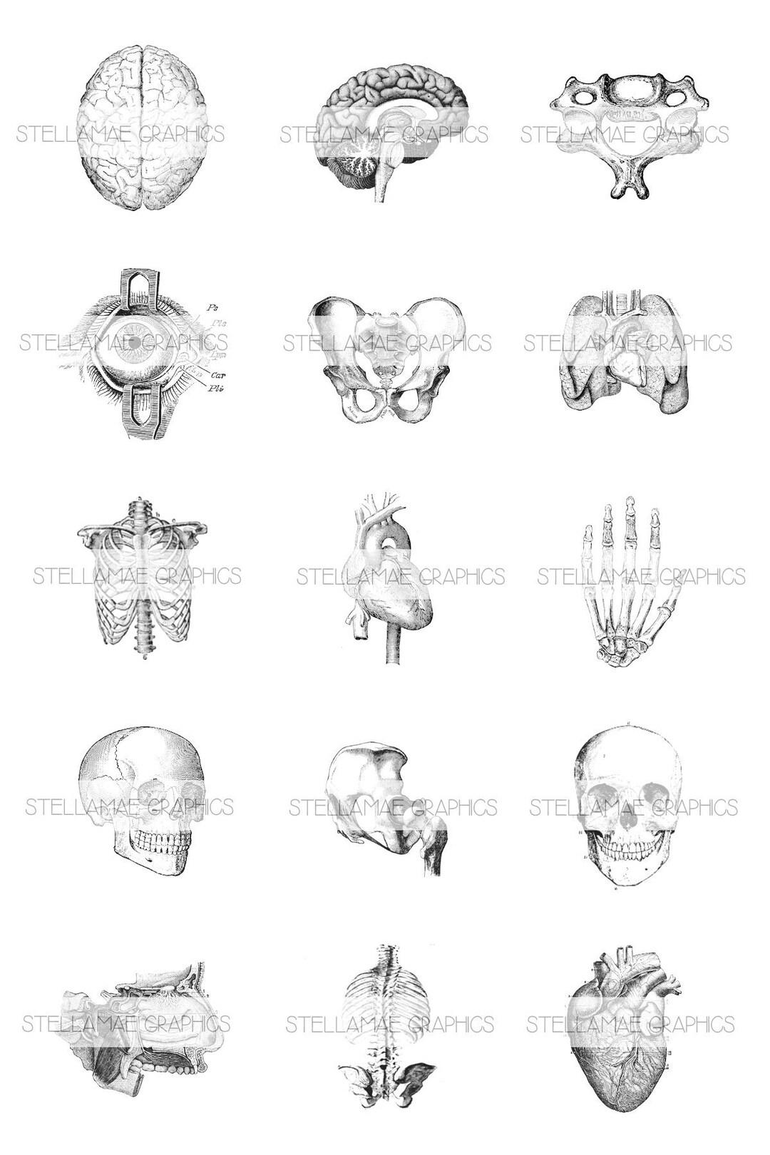 Human Anatomy Sketch 1 Inch Circle Images, Bottlecap, Cupcake Topper ...