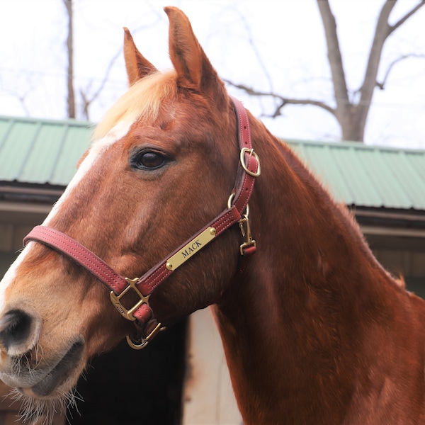 Leather Halter With Name Plates - Etsy