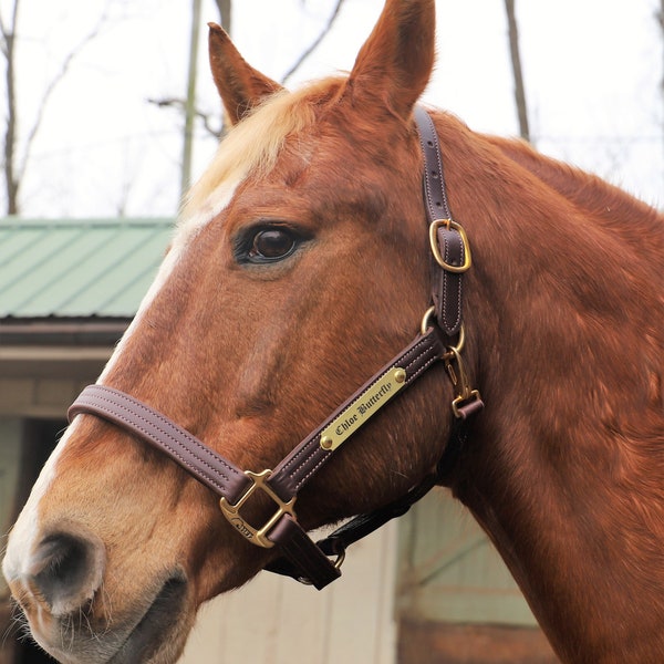 Leather Halter With Name Plates - Etsy
