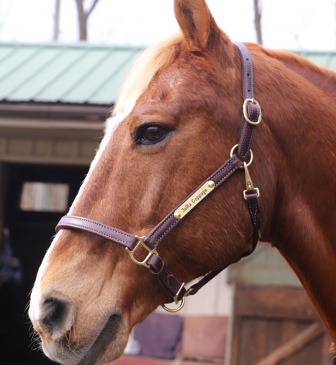 Brown Stitched Leather Halter With Solid Brass Nameplate-adjustable ...