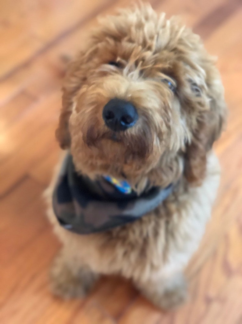 Dog Handkerchief Camo Camouflage Blanky Hanky Fleece Puppy - Etsy