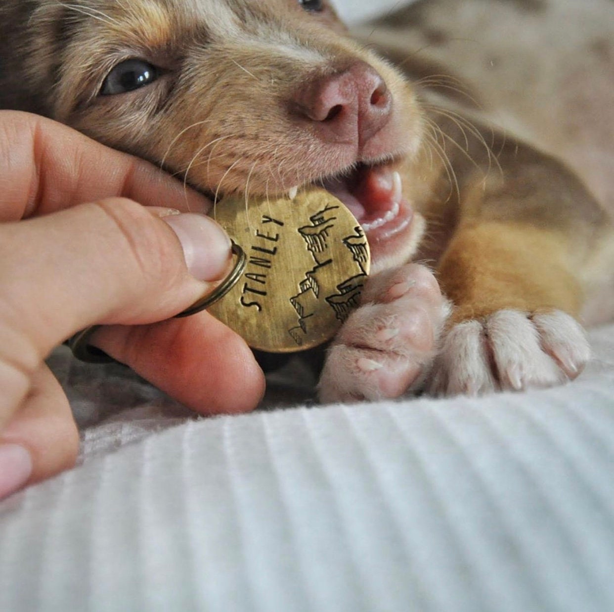 Cute Dog Tag | Custom Dog Name Tag | Name Tag Dog | Engraved Dog Tag ...
