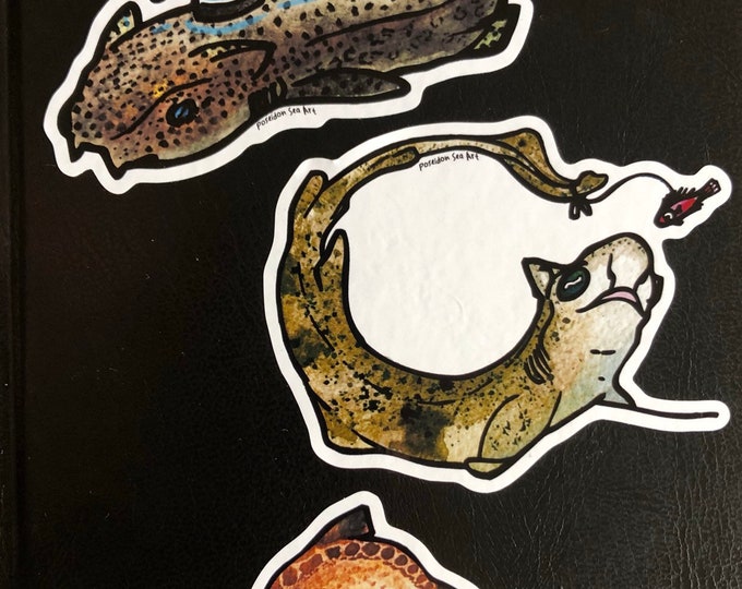 Catshark Shark Stickers - Blackmouth, Small-spotted, Nursehounds ...