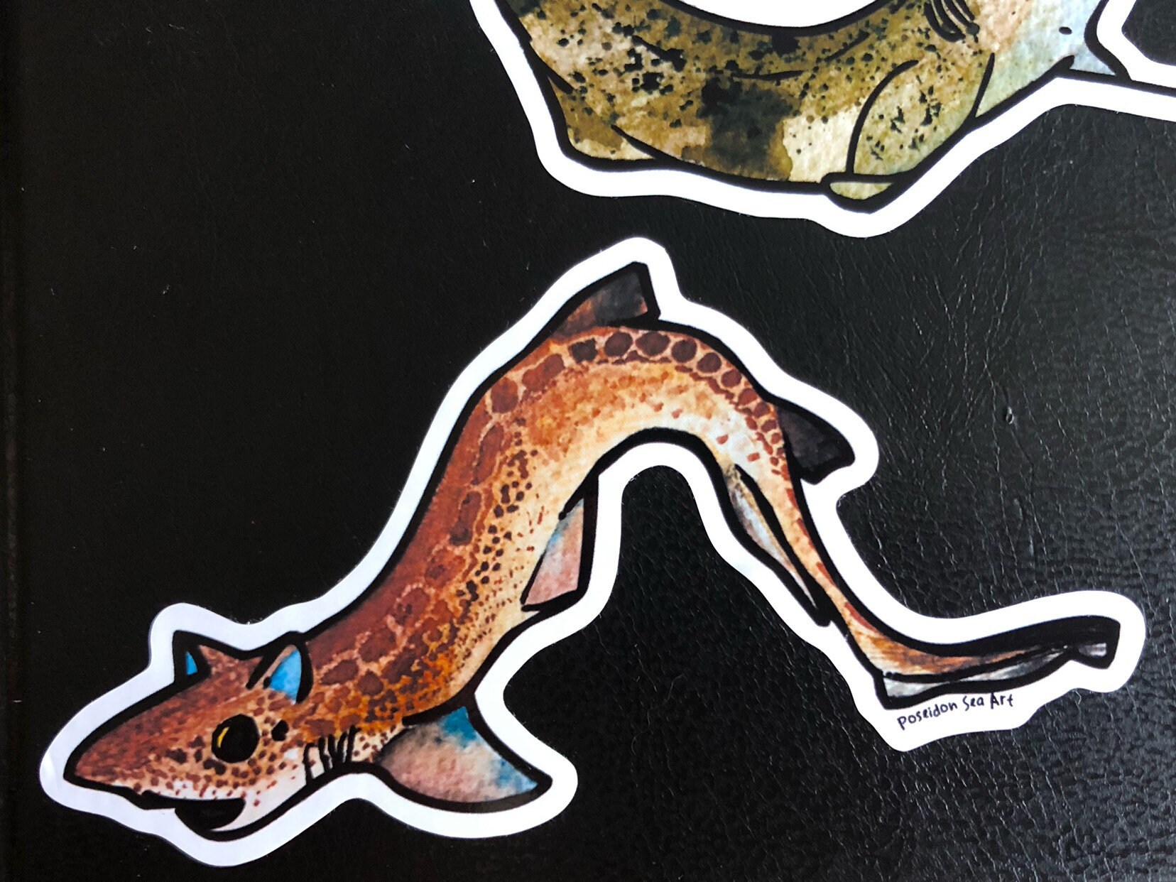 Catshark Shark Stickers - Blackmouth, Small-spotted, Nursehounds ...