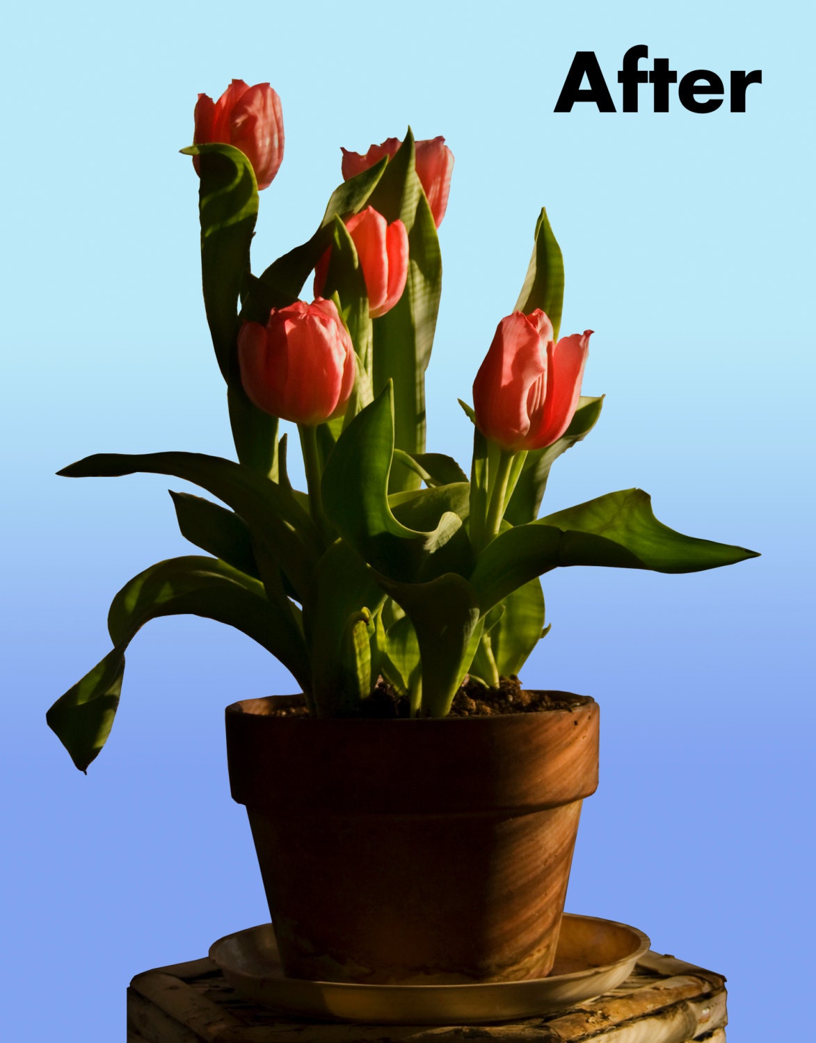 Photo Editing, Remove Background, Erase Background, Fix Pictures ...