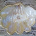 Giant Clam Shell Vessel Sink Made to Order Handmade Wash - Etsy