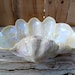Giant Clam Shell Vessel Sink Made to Order Handmade Wash - Etsy