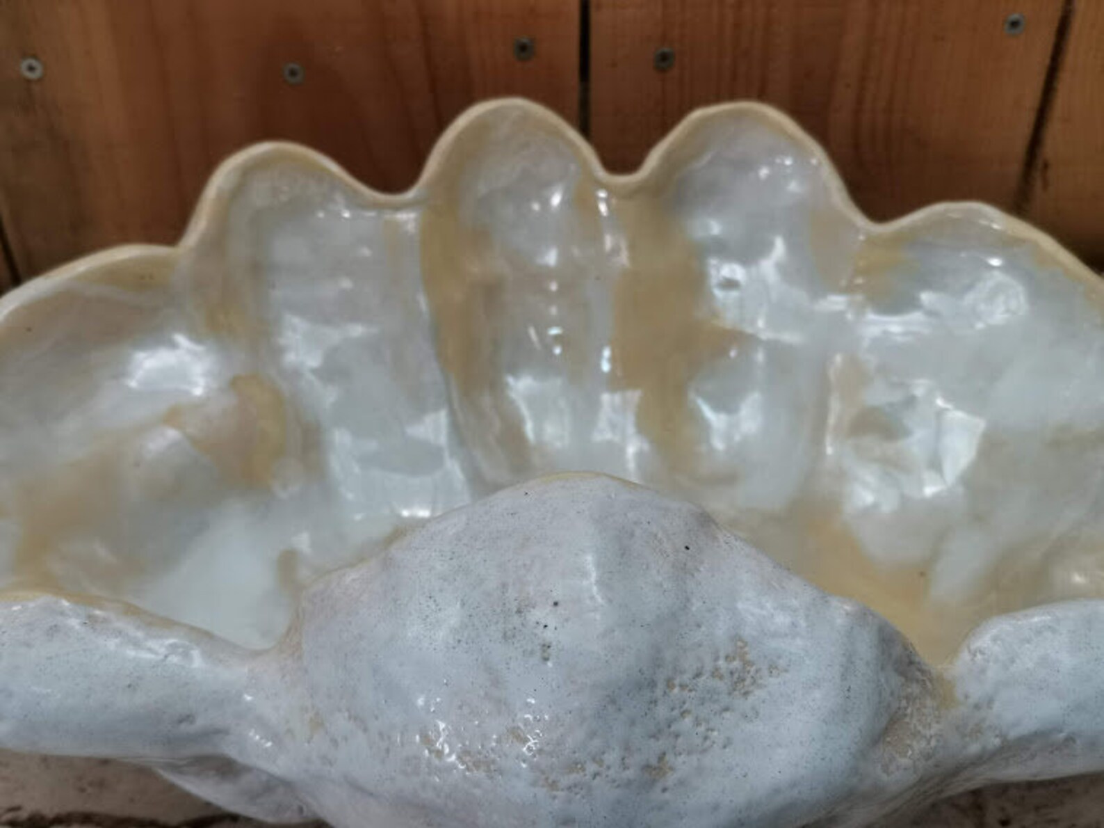 Giant Clam Shell Vessel Sink Ready to Ship small Size One of a Kind ...