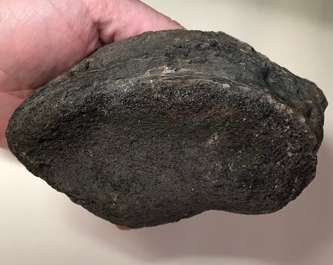 Florida Fossil Mastodon Patella Knee Cap Bone - Ice Age Mega Fauna - Etsy