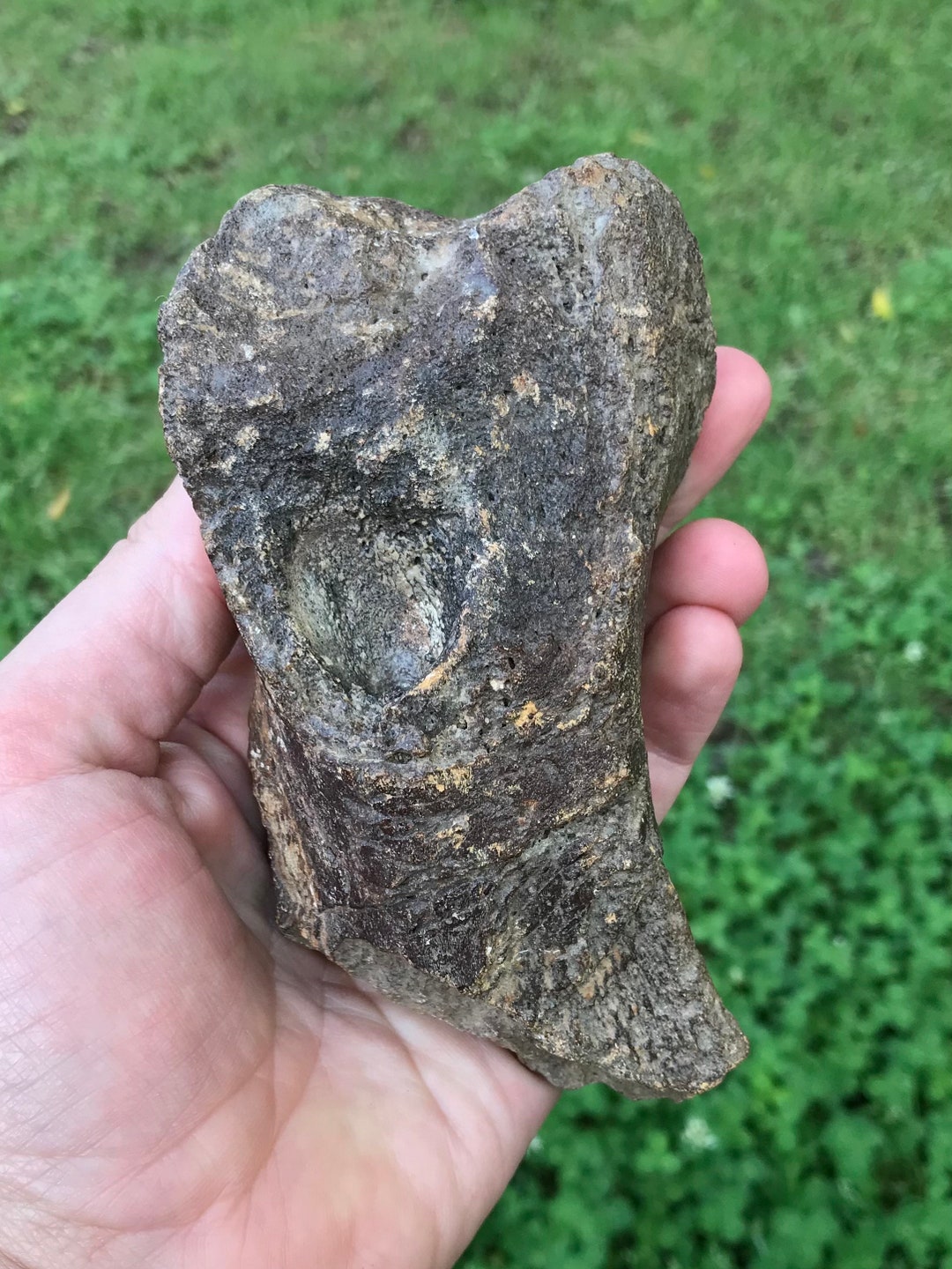 Real Plesiosaur Flipper Bone Isle of Wight United Kingdom Fossil Coast ...