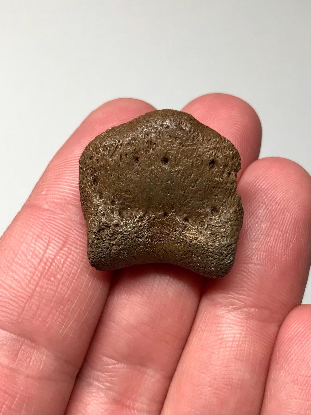 Fossil Tapir Toe Bone - Prehistoric Florida Pleistocene Mammal Fauna - Etsy