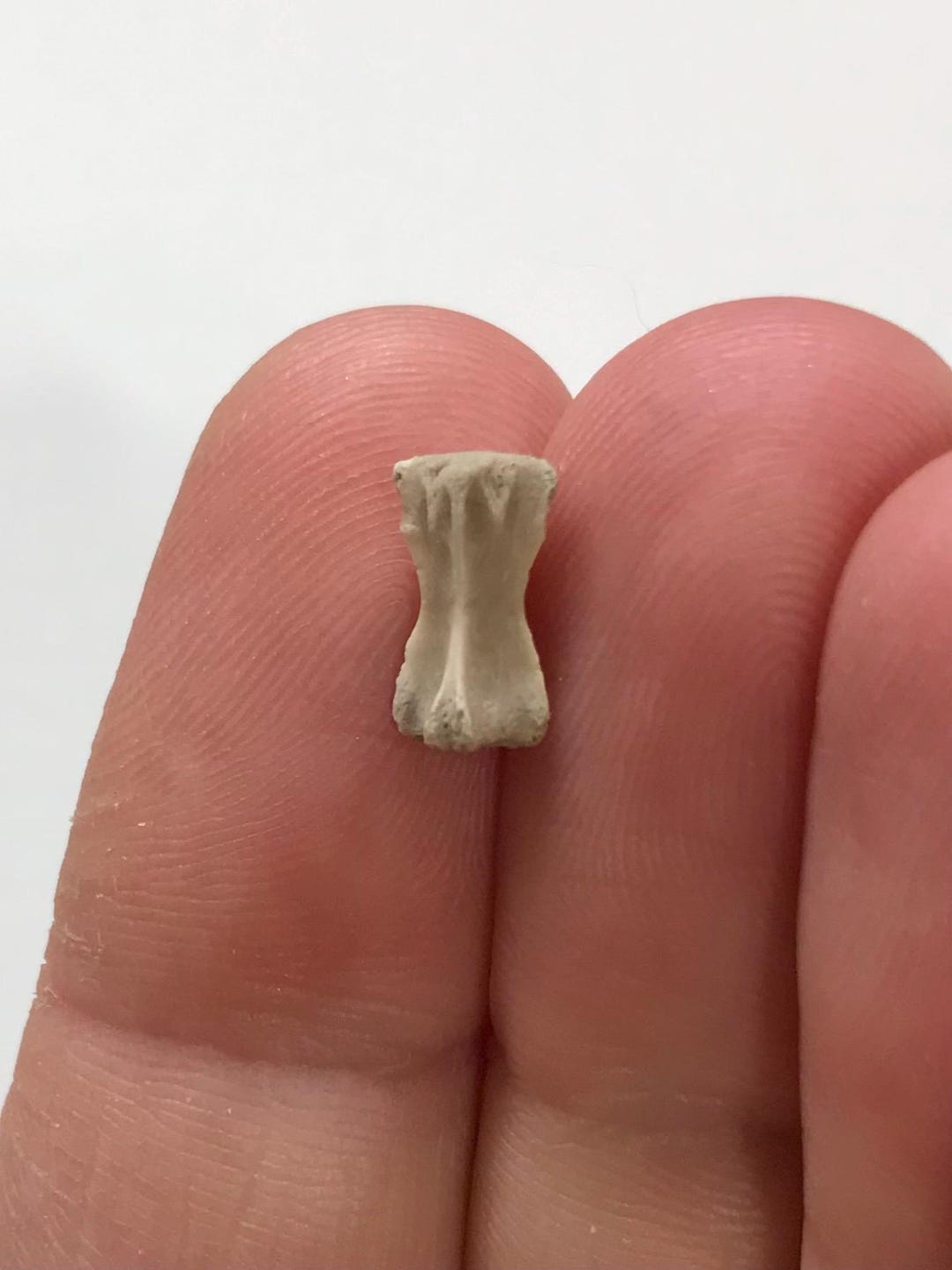 Oligocene Fossil Tail Bone ~ Caudal Vertebra - White River Formation ...