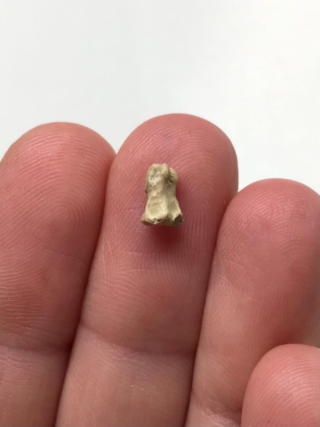 Oligocene Fossil Toe Bone ~ Phalange - White River Formation Nebraska ...