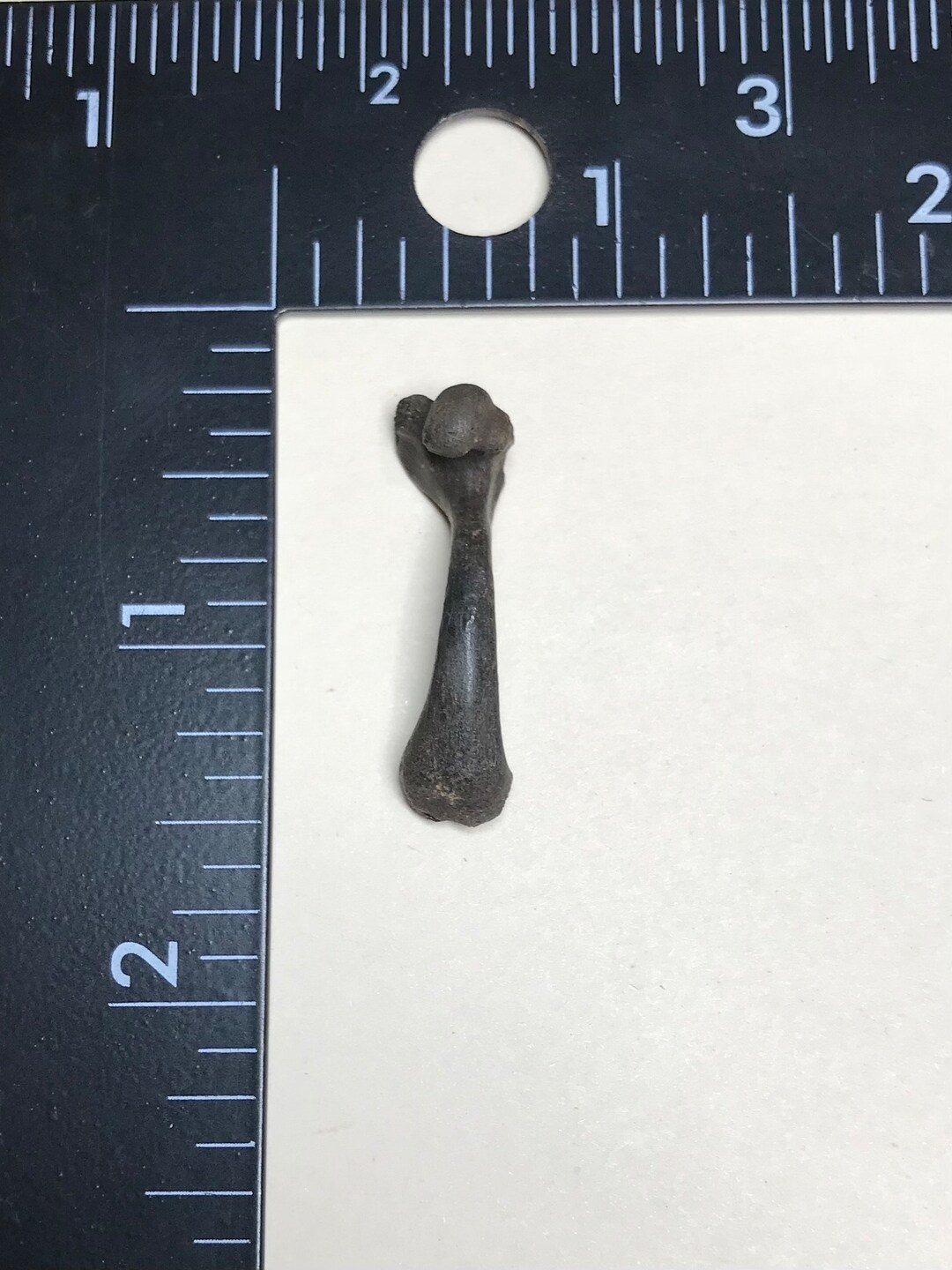 Florida Turtle Humerus Bone ~ Possible Pleistocene Fossil Ocala County ...