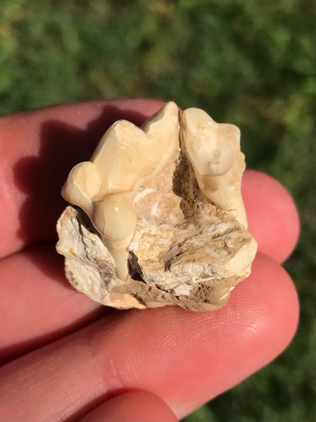 Rare Fossil Ictitherium Hyaena Jaw Fragment With Carnassial P4 and M1 ...