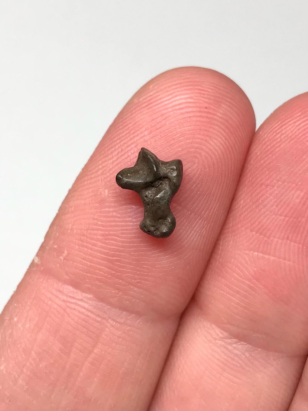 North Florida Pleistocene Fossil Astragalus Rabbit Ankle Bone ~ 9 Mm ...