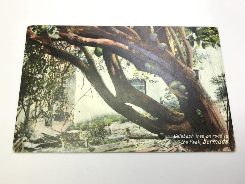 1910s Bermuda Postcard Calabash Tree Unused Caribbean Antique - Etsy