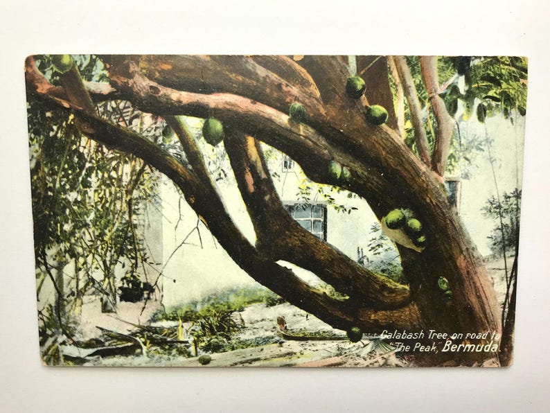 1910s Bermuda Postcard Calabash Tree Unused Caribbean Antique - Etsy