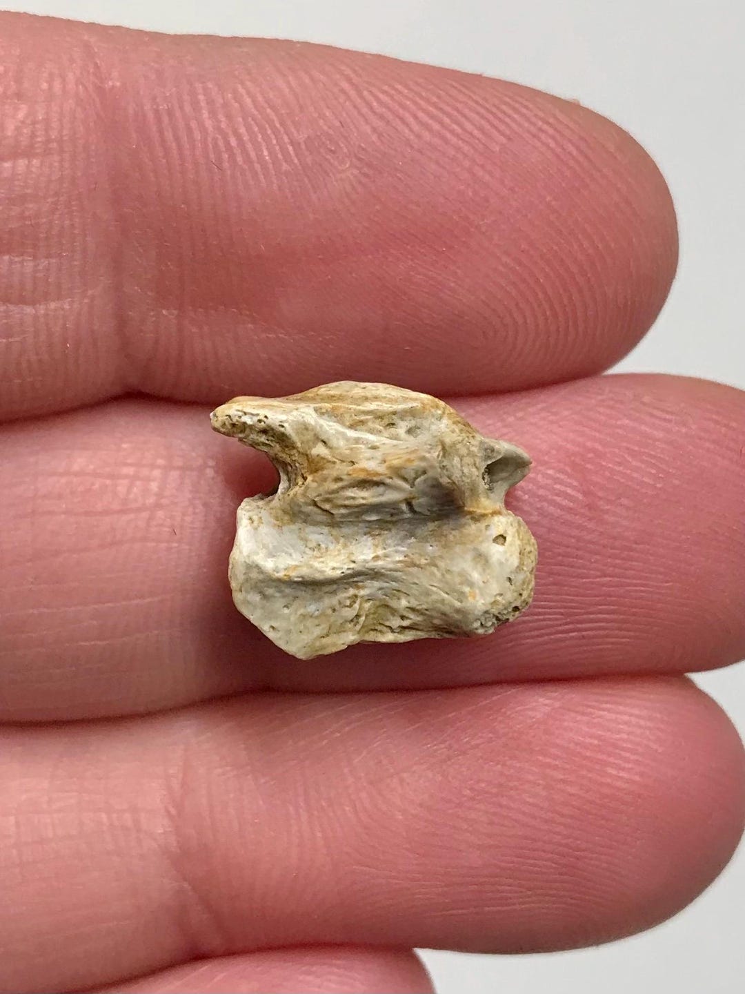 Cretaceous Fossil Tail Vertebra: Hell Creek Formation, South Dakota #5 ...