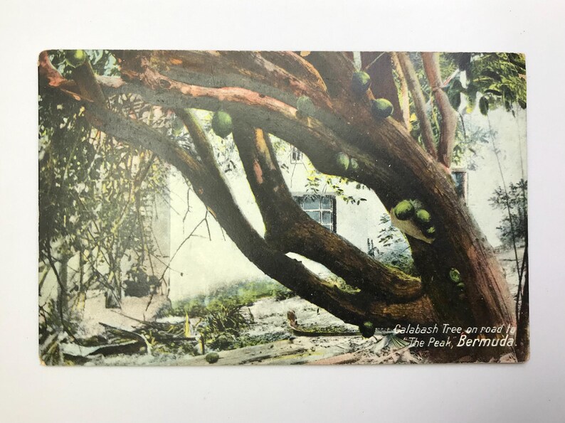 1910s Bermuda Postcard Calabash Tree Unused Caribbean Antique - Etsy