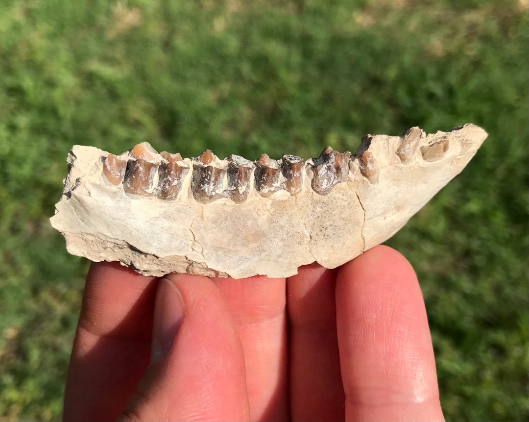 Oligocene Oreodont Fossil Jaw Section With Teeth White River Formation ...