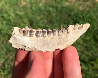 Fossil Oreodont Jaw Section With Teeth White River Formation Mammal ...