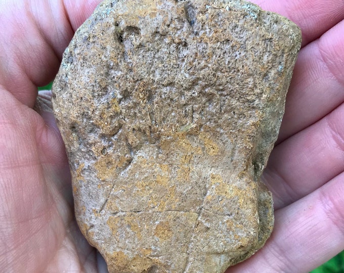 Real Ichthyosaur Flipper Bone - Isle of Wight United Kingdom Fossil ...