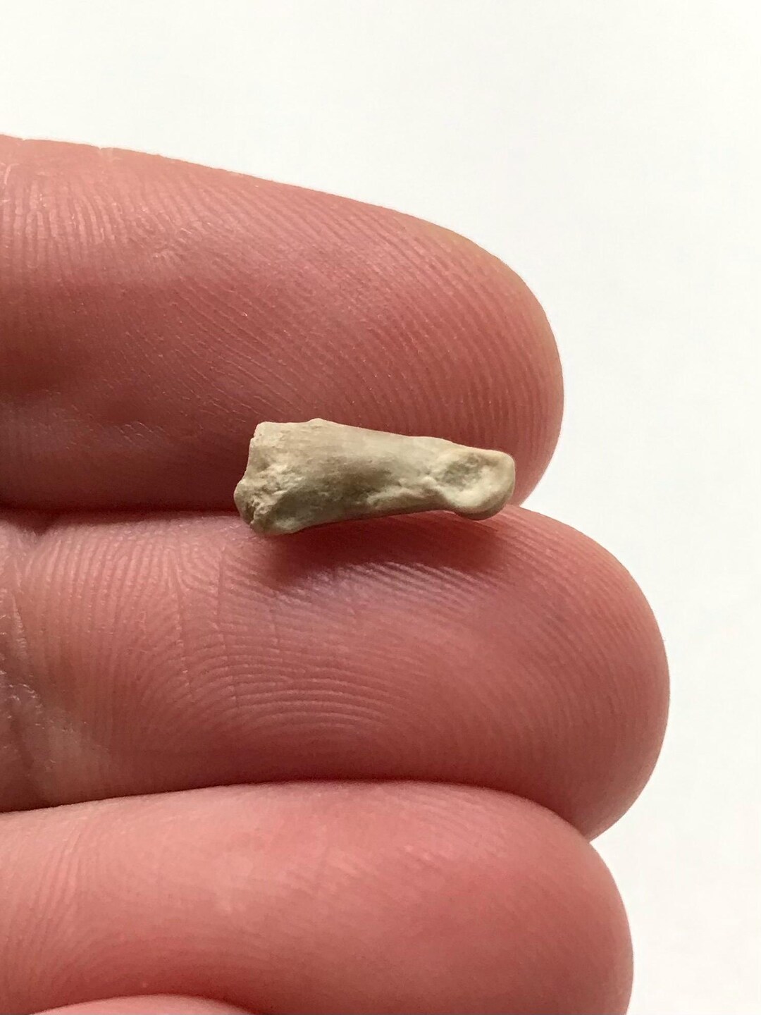 Oligocene Fossil Toe Bone Phalange White River Formation Nebraska Tiny ...