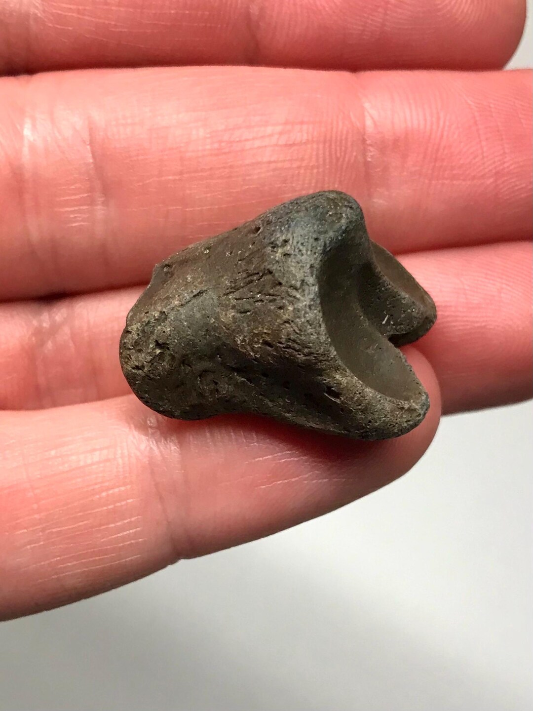 North Florida Pleistocene Fossil Toe Bone ~ 27 Mm - Etsy