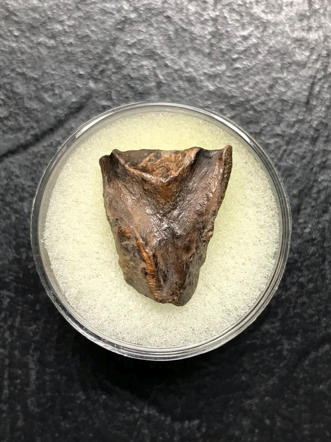 Authentic Triceratops or Torosaurus Dinosaur Tooth Fossil Montana USA ...