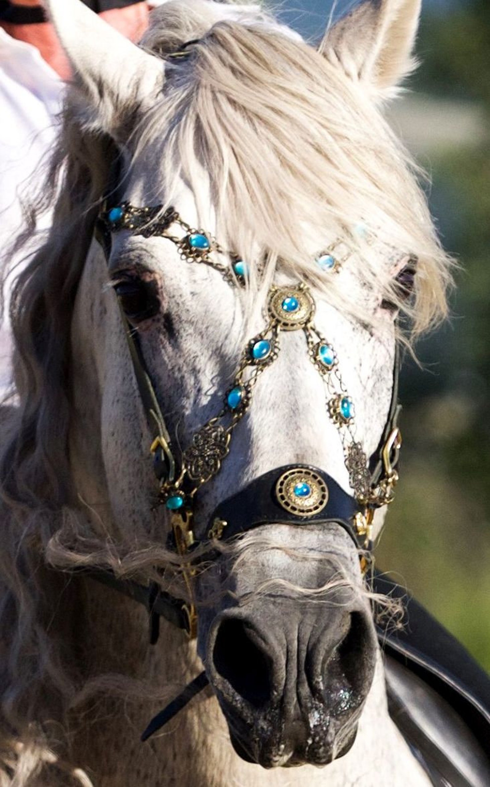 Bitless Bridle Baroque - Etsy