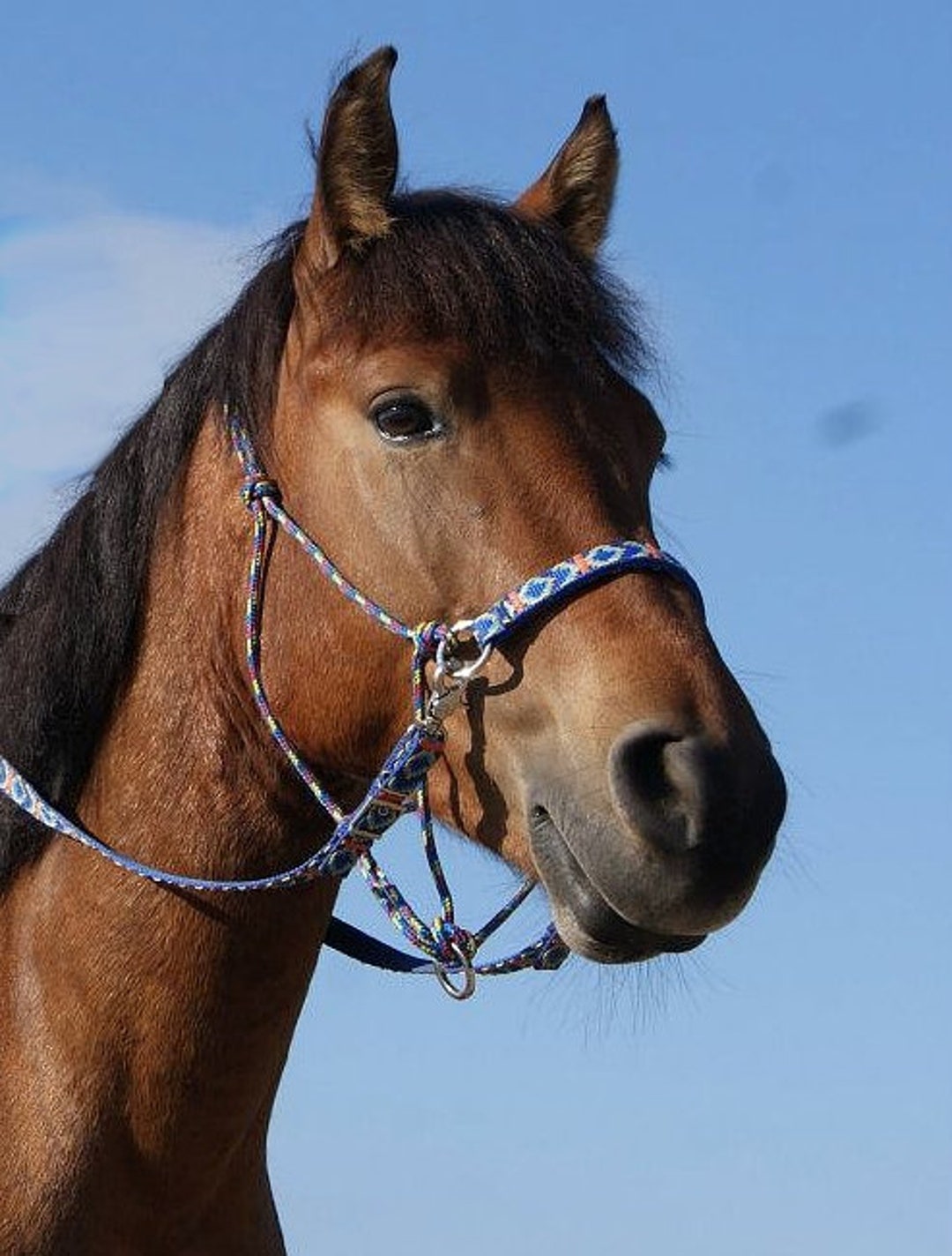 Bitless Rope Halter Reins Handmade - Etsy