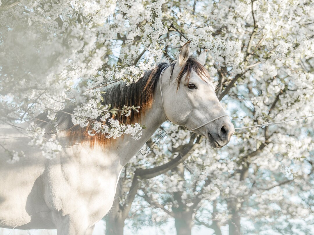 Thin Halter for Photographers | Rope Halter | Photography Halter | Thin ...