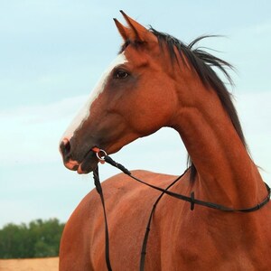 Leather Bridle-less Bit ---- Just a Beat or Set (beat With Reins ...
