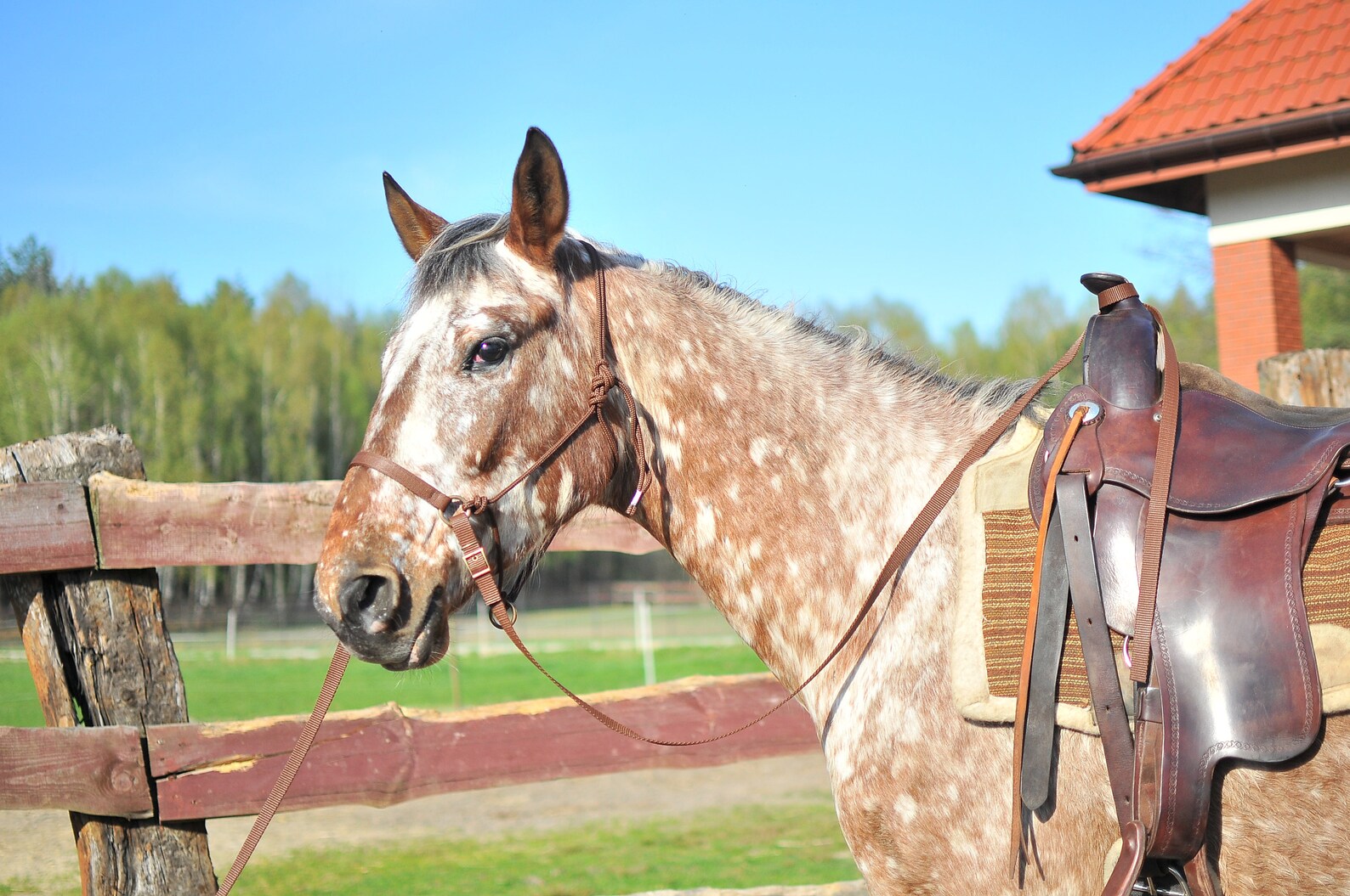 Bitless Rope Halter Reins Handmade - Etsy
