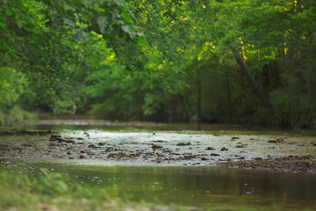 Spring/summer Creek Scene With Greenery Digital Background/digital ...