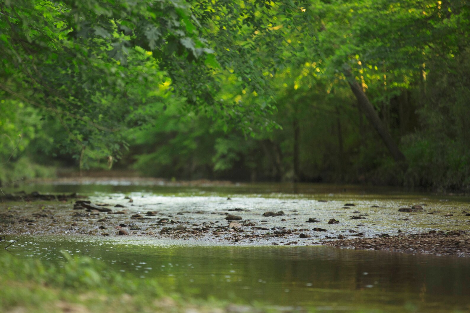 Spring/summer Creek Scene With Greenery Digital Background/digital ...