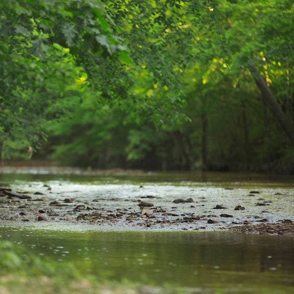 Greenery Backdrop - Etsy