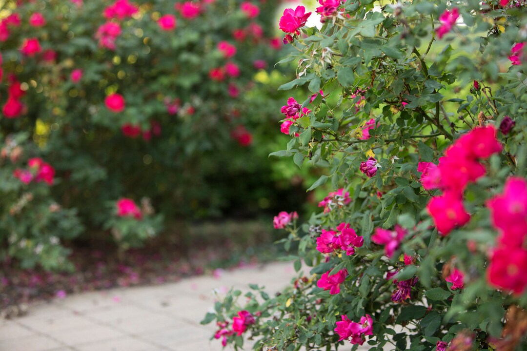 Pink Rose Path With Digital Backdrop/digital Background / Overlay - Etsy