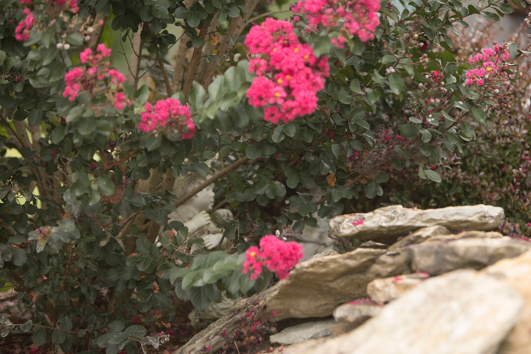 Conjunto de dos flores rosas colgando sobre las rocas bebé / niños ...